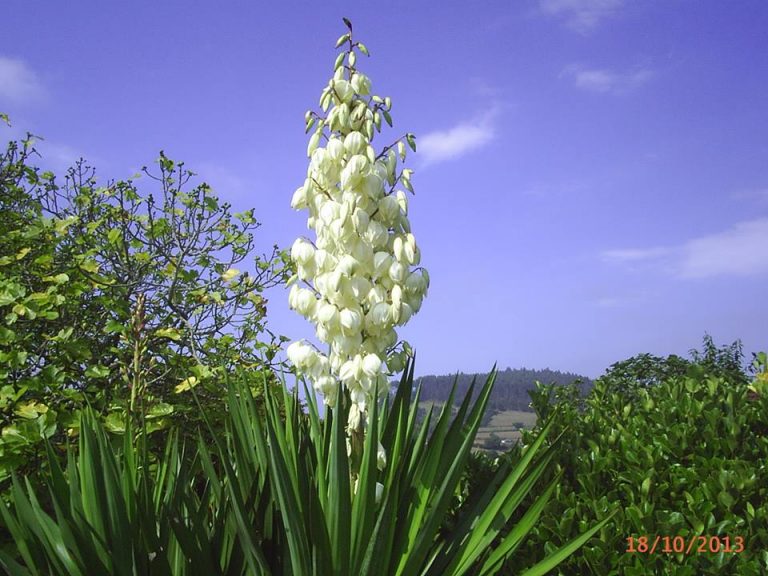 Flor de Izote | Flor Nacional y símbolo patrio de El Salvador Flor de Izote | Flor Nacional y símbolo patrio de El Salvador